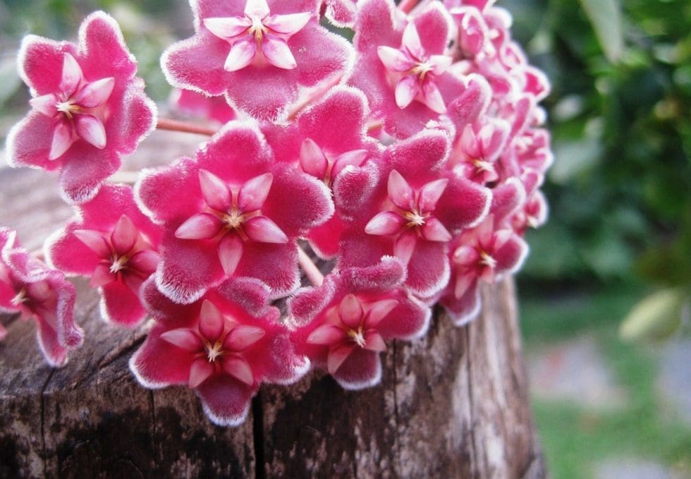 La Pousse Verte - La plante du mois : l'hoya, conseils jardinage et ...