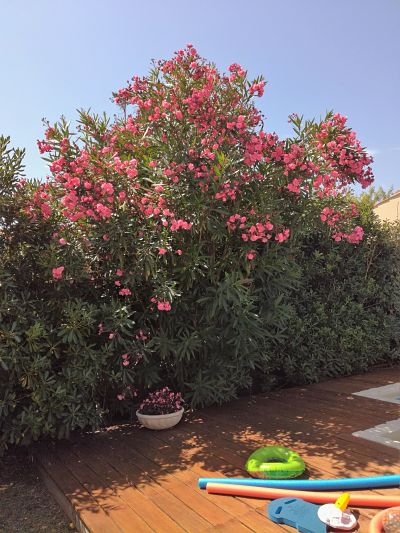 La Pousse Verte - Le laurier rose : conseils jardinage et découverte