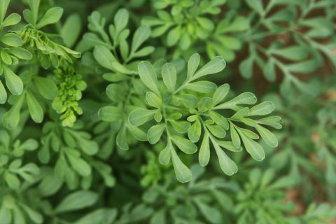 La Pousse Verte - La rue officinale : conseils jardinage pour votre plante