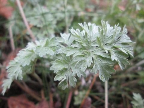 La Pousse Verte - Absinthe : conseils jardinage pour votre plante